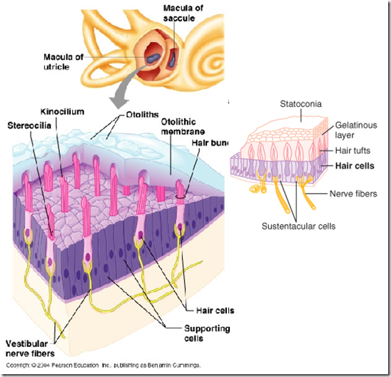 Hearing & Equilibrium - Medatrio